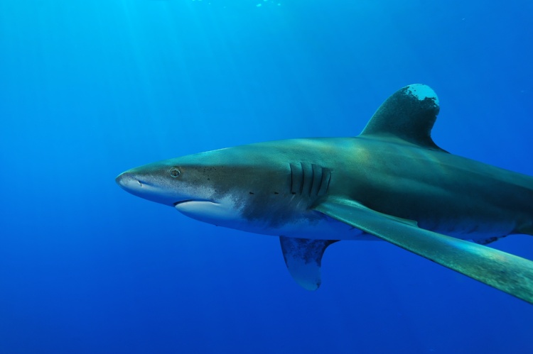 Requin oceanique longimanus, Deadelus en mer rouge